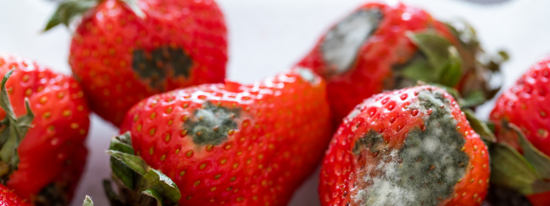 Mycotoxins and Mold Toxicity: Key Players in Chronic Fatigue, Weight ...