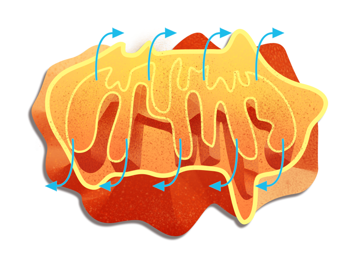 Heavy Metal Toxicity & Exposure Panel | Vibrant Wellness