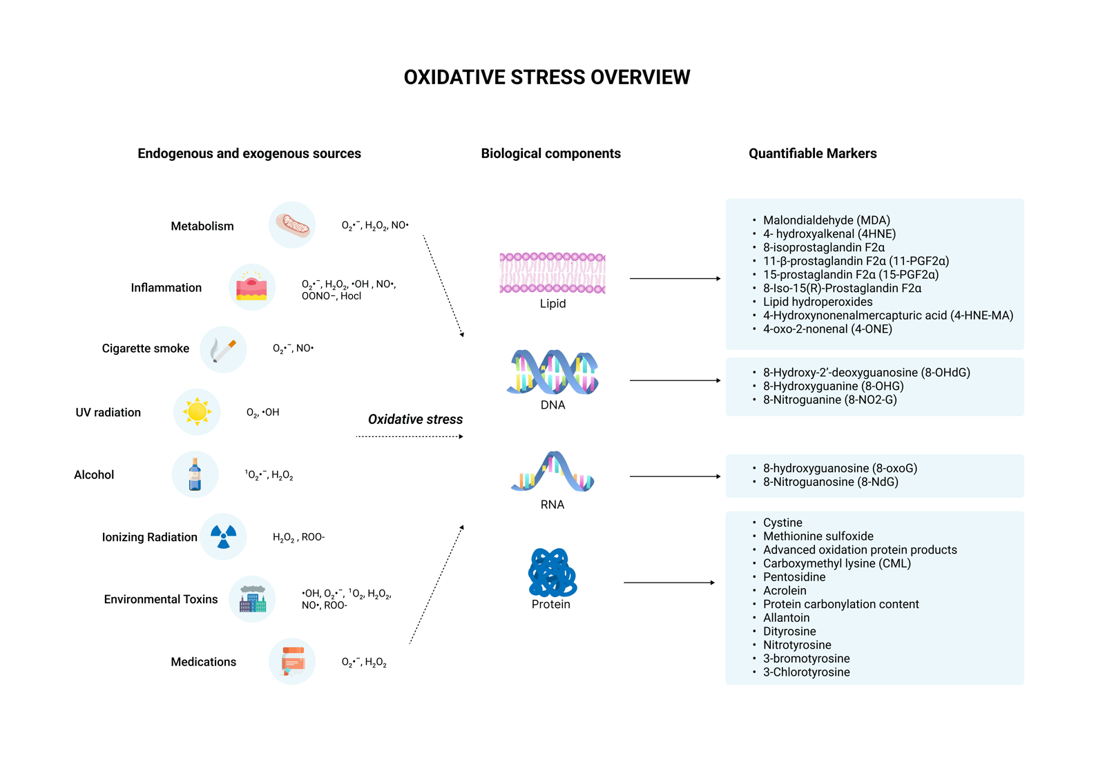 Oxidative Stress: The Key to Unlocking Longevity