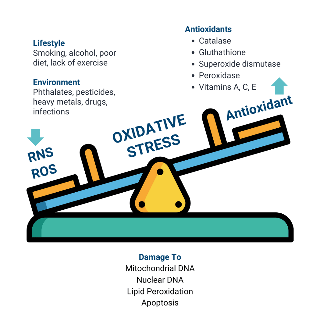 How Oxidative Stress Influences Biological Aging