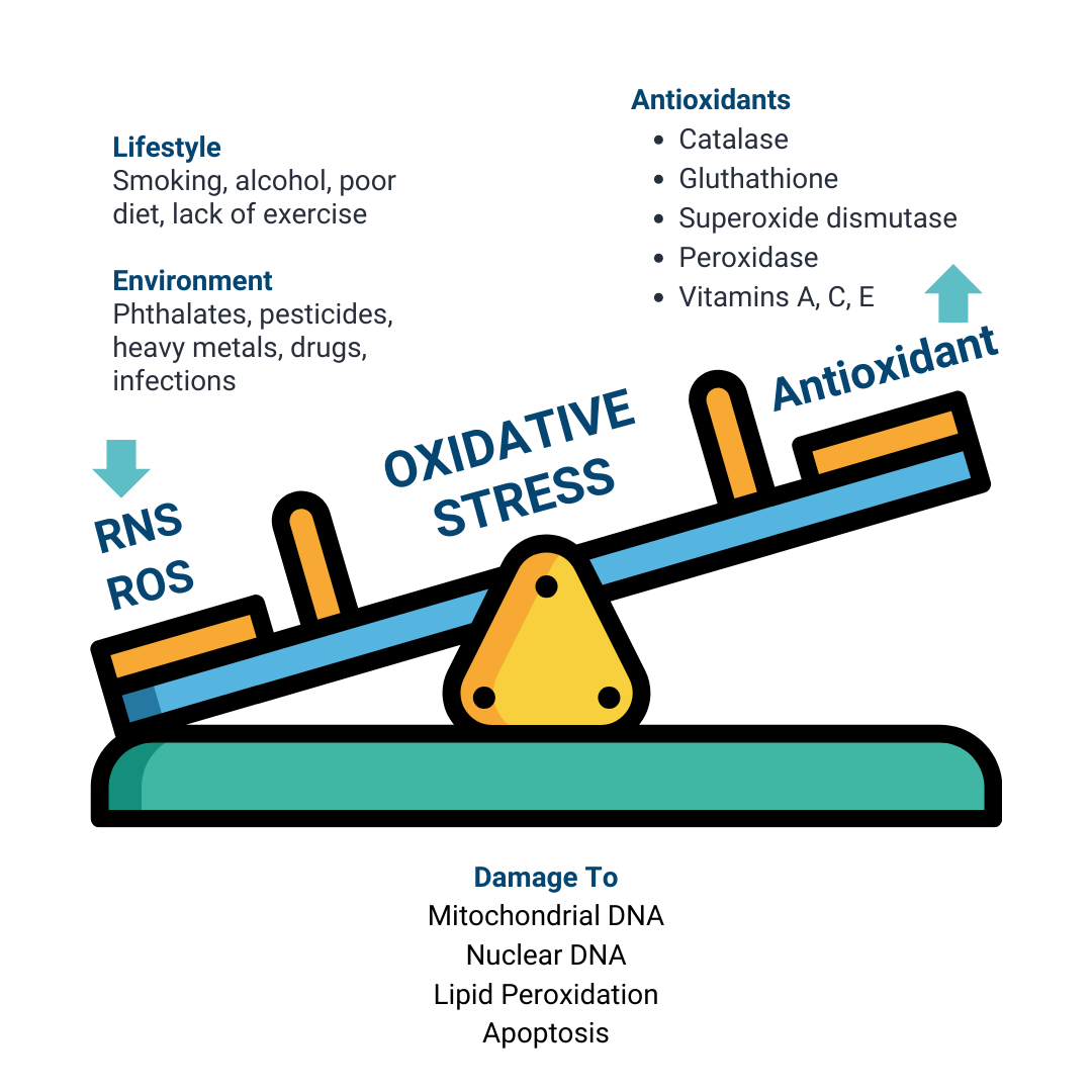 Oxidative Stress: The Key to Unlocking Longevity