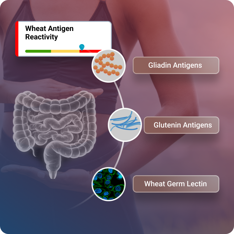 Food Zoomer | Complete Food Sensitivity Testing | Vibrant Wellness