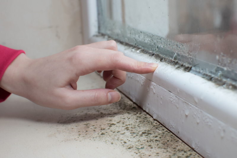 Mold Exposure and Chronic Illness: The Crucial Role of Lab Testing for ...