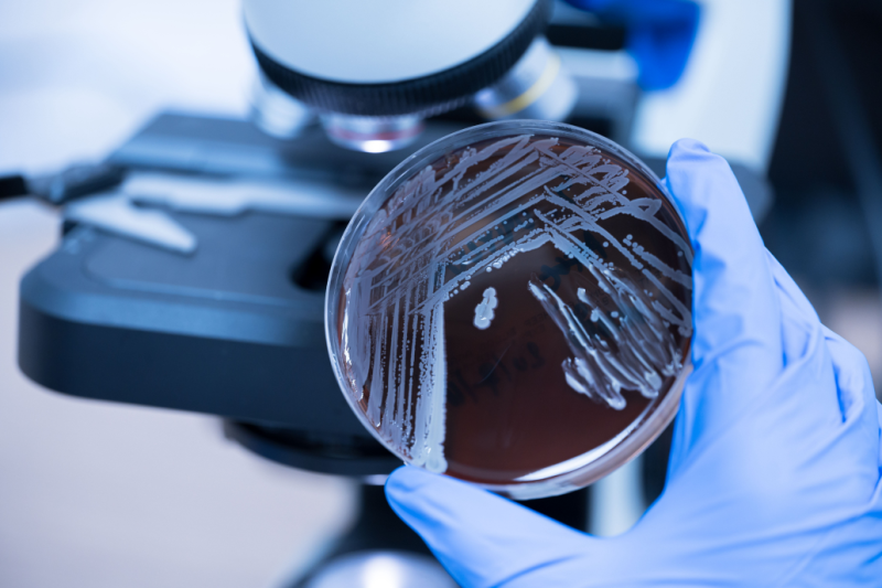 Vibrant Research Spotlight: Overcoming Limitations in Enteric Pathogen ...
