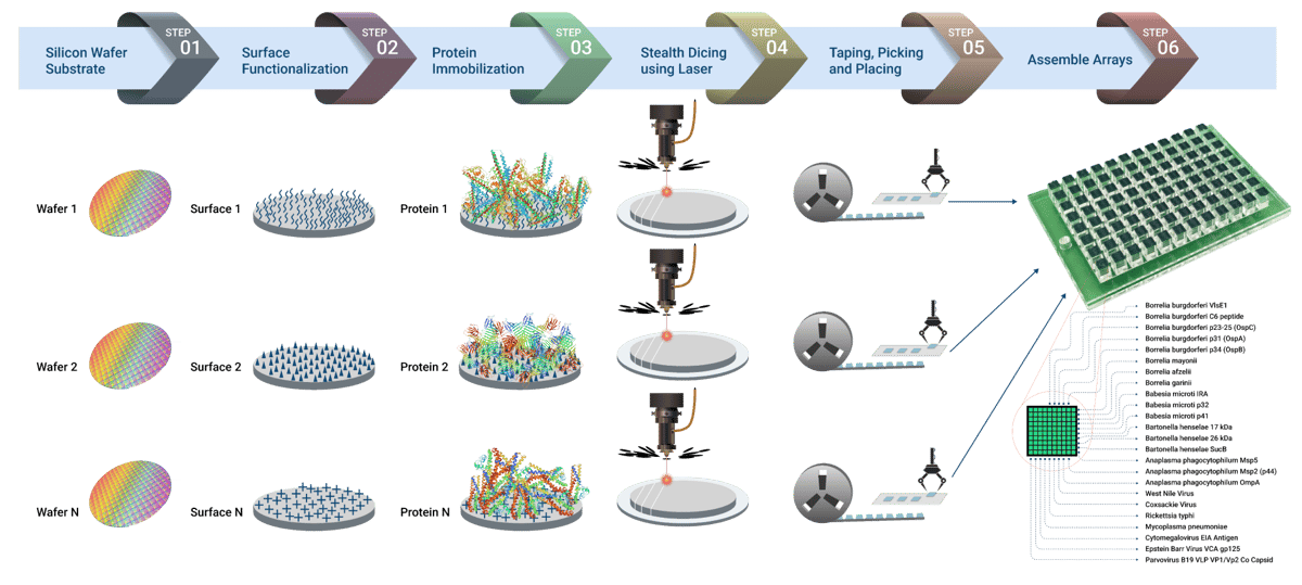 Research Spotlight: Protein Microarray for Comprehensive Tickborne Testing