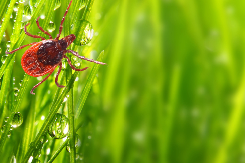 The Link Between Tick Bites & Autoimmune Diseases: What You Need to Know