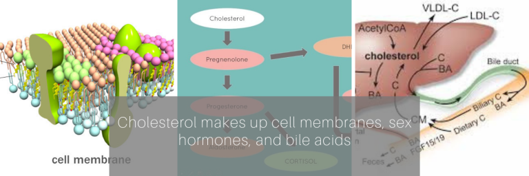 The Link Between Your Gut Health and Cholesterol